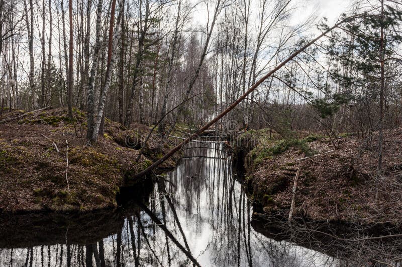 Swamp Ditch in Spring, Beautiful Reflections of Trees on the Surface of ...