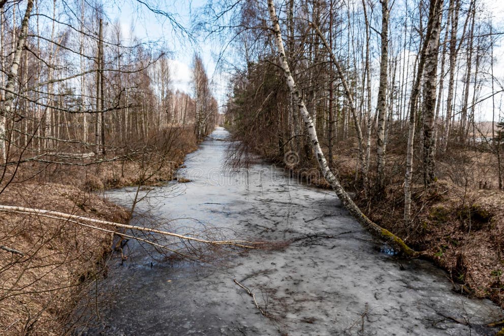 Swamp Ditch in Spring, Beautiful Reflections of Trees on the Surface of ...