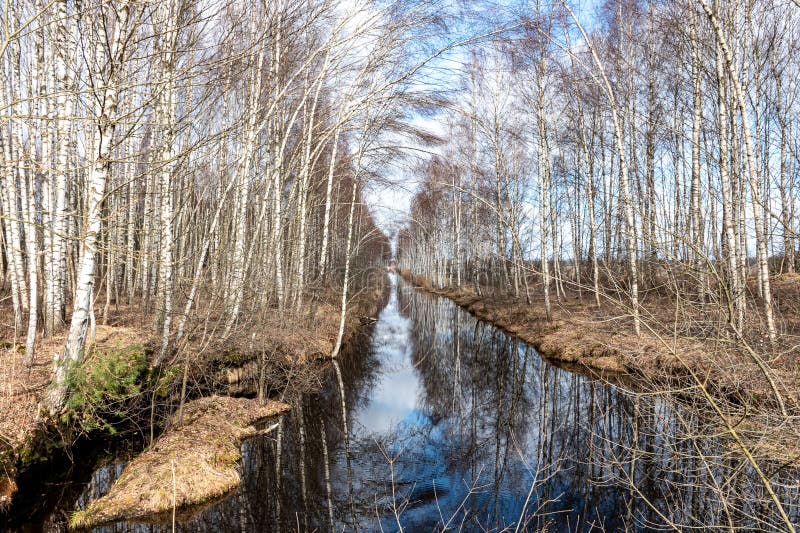 Swamp Ditch in Spring, Beautiful Reflections of Trees on the Surface of ...