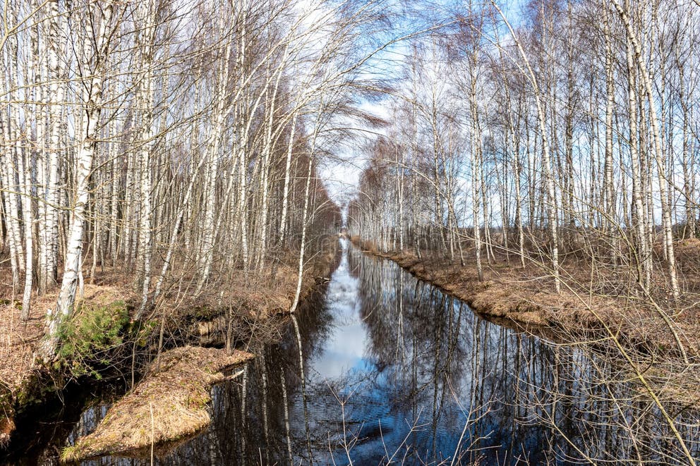 Swamp Ditch in Spring, Beautiful Reflections of Trees on the Surface of ...