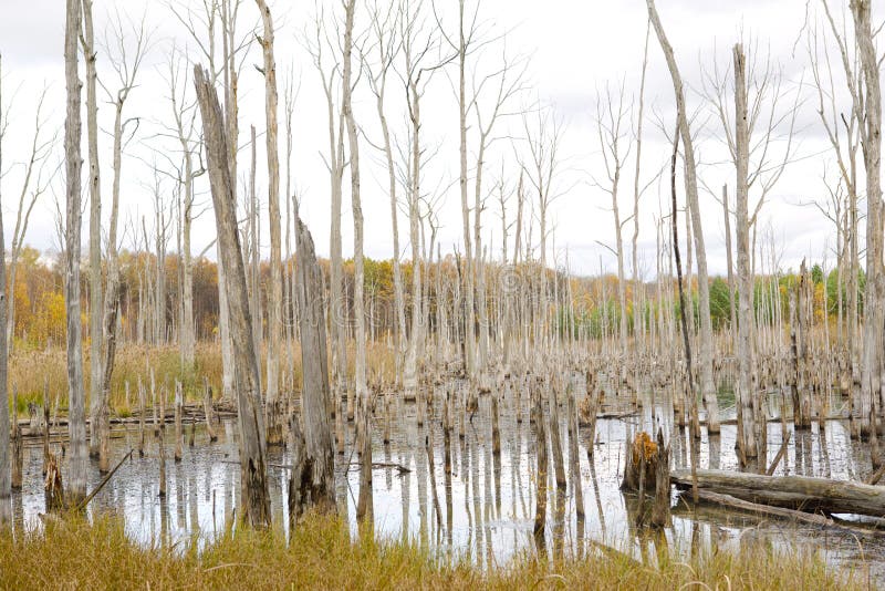 A Swamp with Dry Dead Trees, Logs, and Flowering Cattails ...