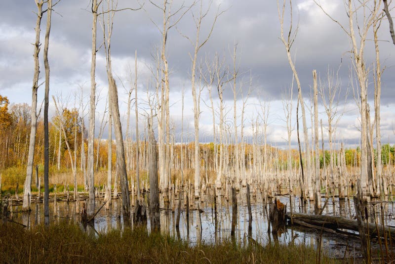 A Swamp with Dry Dead Trees, Logs, and Flowering Cattails ...