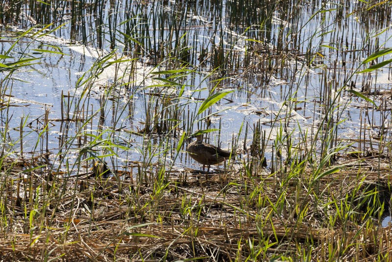 Swamp duck stock photo. Image of lake, water, thickets - 144237378