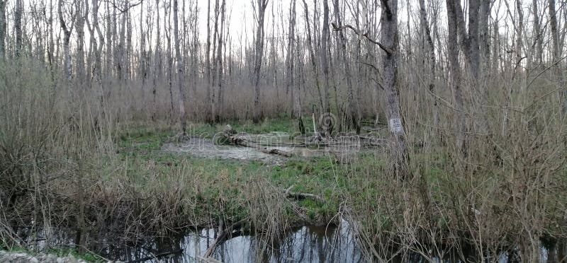 Swamp in a early spring. stock image. Image of threes - 211547857