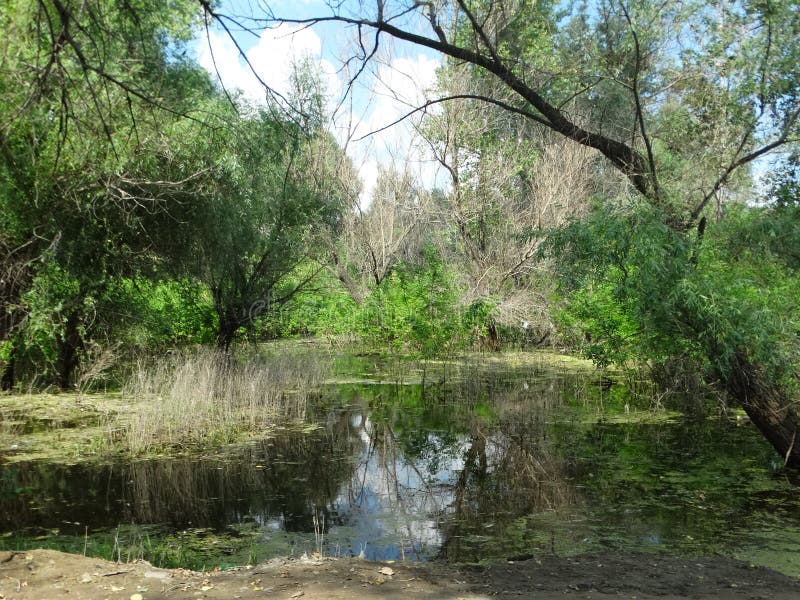 Swamp on the Edge of the Forest Stock Image - Image of landscape, park ...