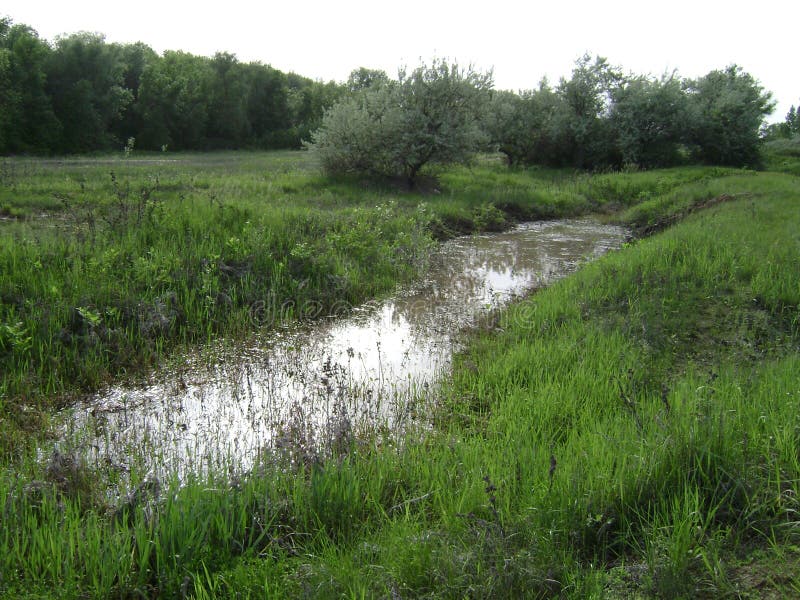 Swamp on the Edge of the Forest Stock Photo - Image of river, dried ...