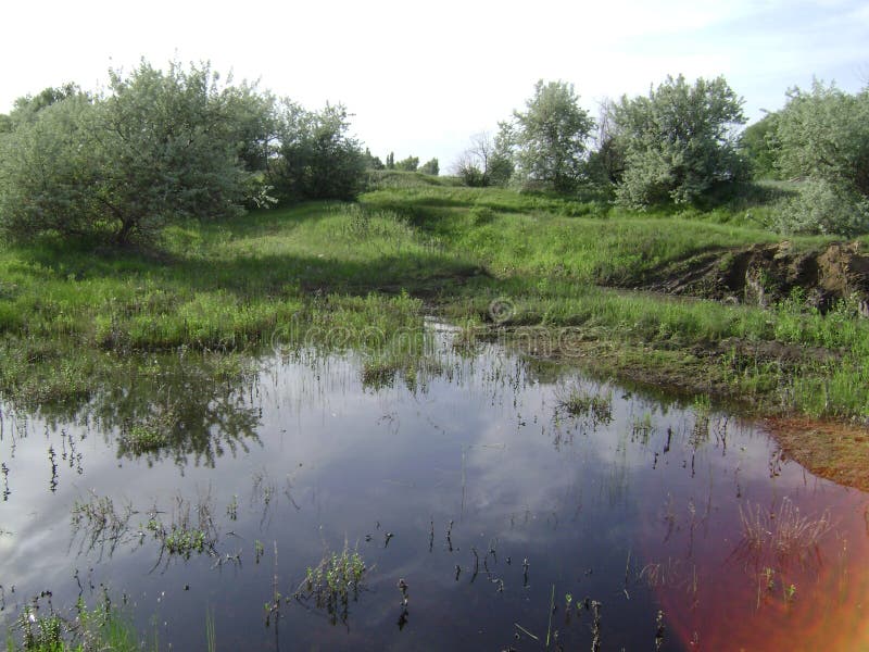 Swamp on the Edge of the Forest Stock Image - Image of rural, dried ...