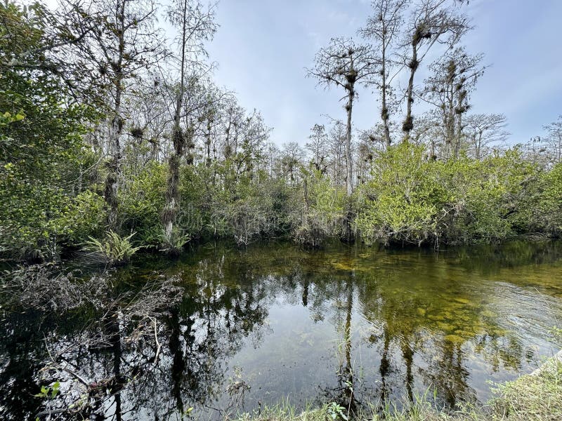 The Swamp in the Everglades National Park in Florida Stock Image ...