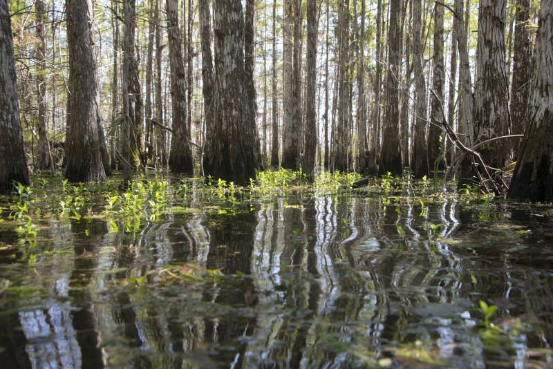 Swamp in the Everglades National Park, Florida Stock Photo - Image of ...
