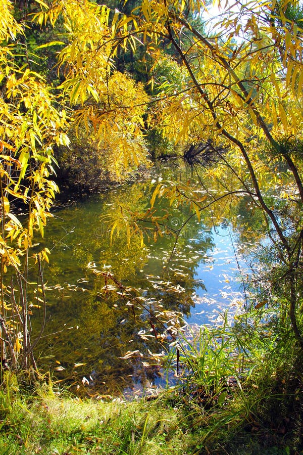 The Swamp in the Fall. the View from the Top. the Water Reflects the ...