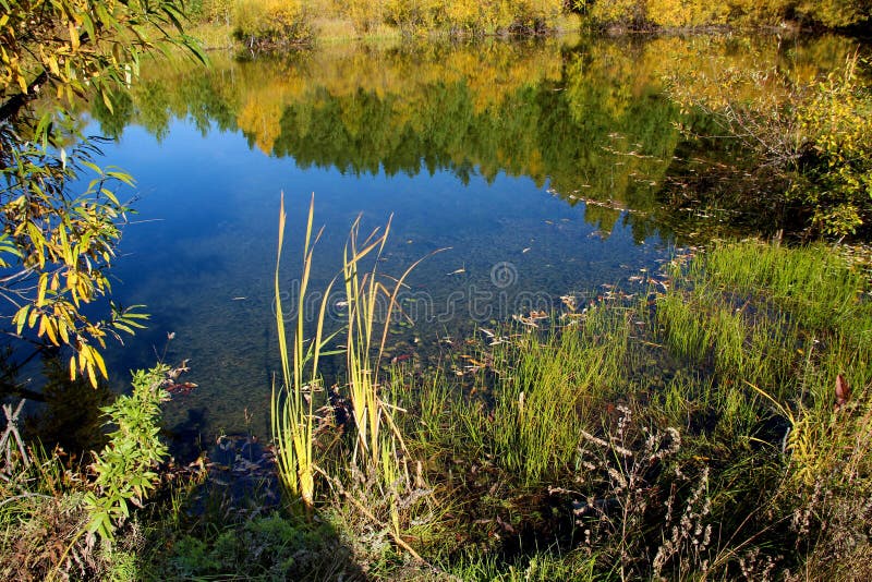 The Swamp in the Fall. the View from the Top. in the Water, Fallen ...