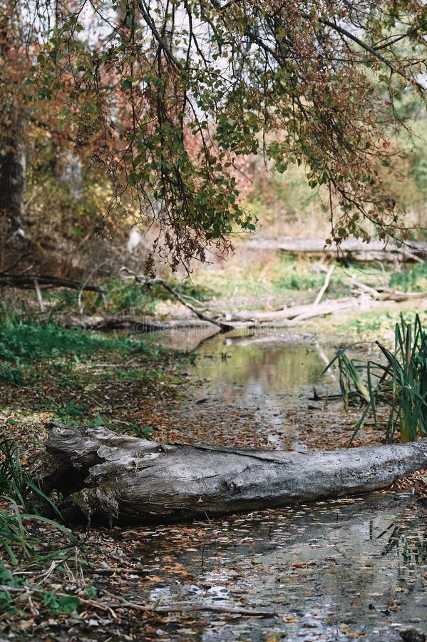 Swamp with Fallen Trees and Green Water, Bog Stock Image - Image of ...
