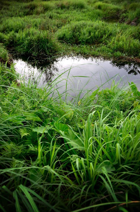 Swamp with fern field stock photo. Image of grass, green - 26606776