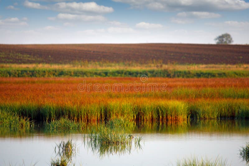 Swamp and field landscape stock photo. Image of sunset - 60095974