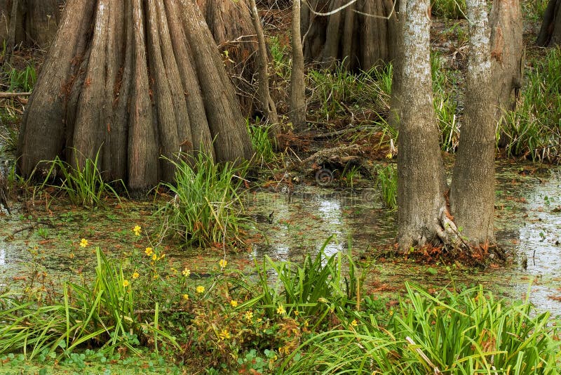 Swamp Floor stock photo. Image of river, swamp, louisiana - 1703646