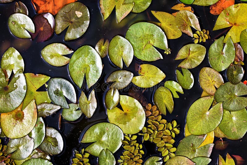 Swamp flora stock image. Image of green, water, plant - 51547299