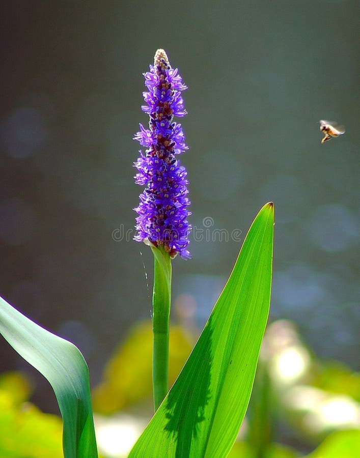 Swamp Flower stock photo. Image of glades, approach, sunny - 1312920
