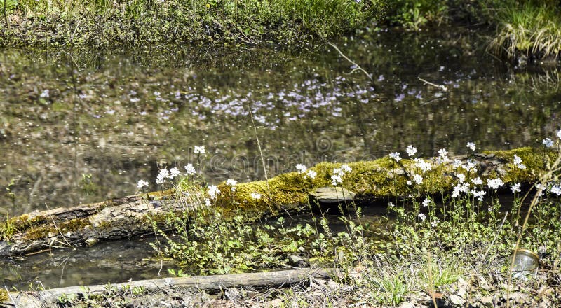 Swamp Flowers stock photo. Image of landscape, wildlife - 91864118