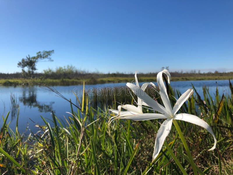 River flowers landscape stock image. Image of cane, grass - 105832681