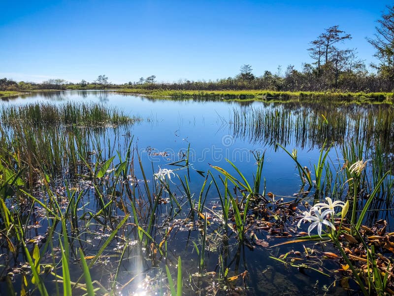 White Swamp Flowers in the River Stock Photo - Image of japanese ...