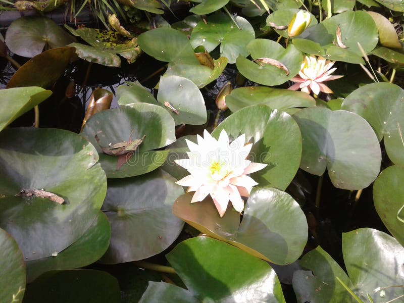 Swamp Flowers stock photo. Image of landscape, wildlife - 91864118