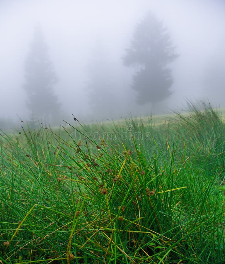 Swamp in fog stock photo. Image of damp, green, cool, haze - 3401240