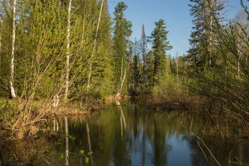 Swamp with Mud in the Birch Forest Stock Photo - Image of extreme ...