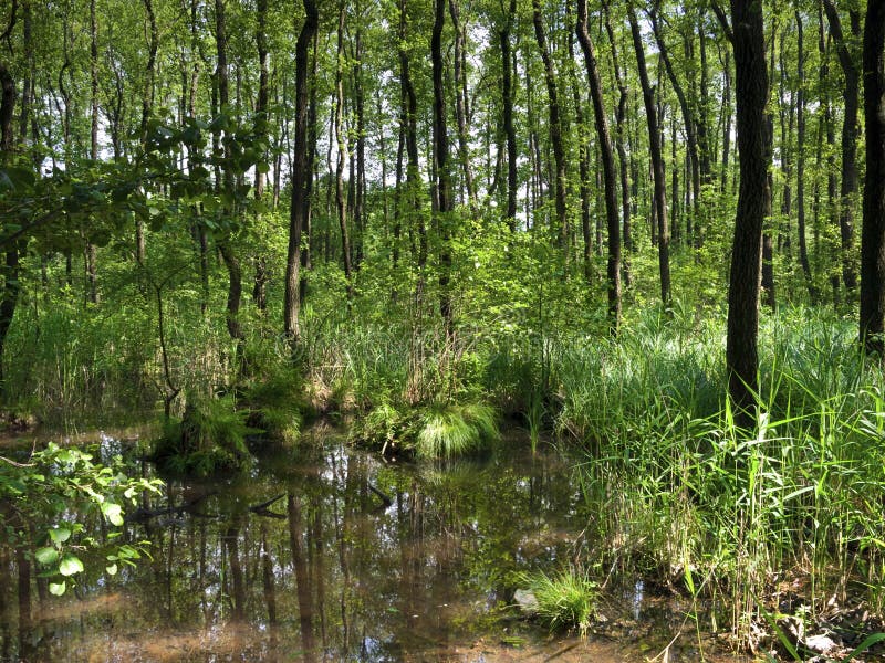 European Swamp Forest stock image. Image of traveling, trees - 937193