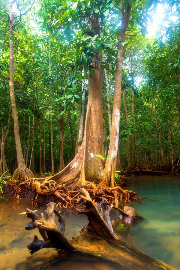 Swamp forest stock image. Image of tropical, summer, pool - 19404471