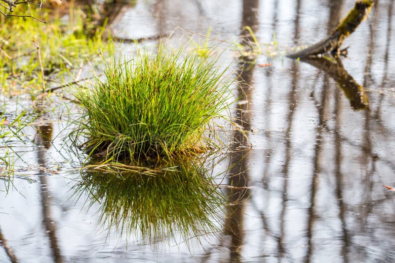 Swamp grass bush stock image. Image of environment, swamp - 217006509