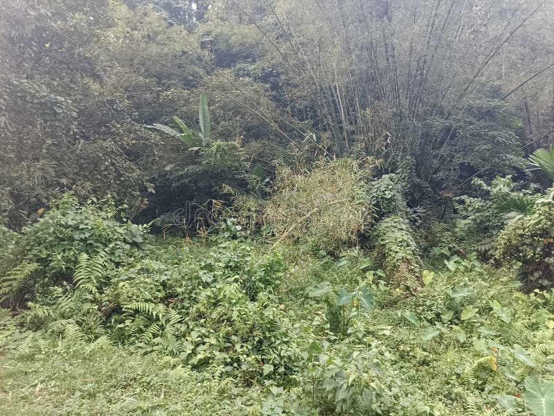 Beautiful swamp forest stock photo. Image of green, jungle - 326888158