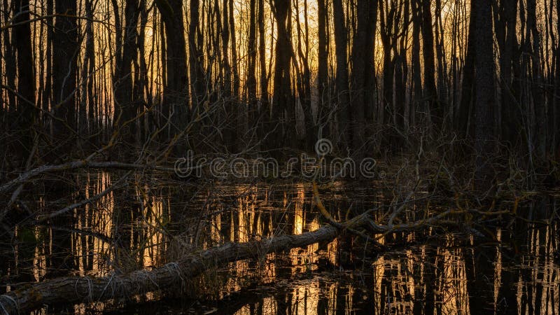 Swamp Forest with Bare and Fallen Trees and Reflection in Standing ...