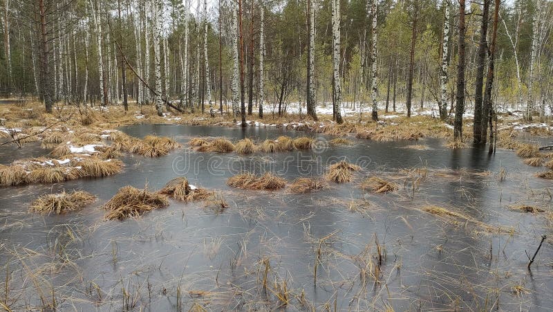 Swamp in the Forest Covered with First Ice. Stock Photo - Image of ...