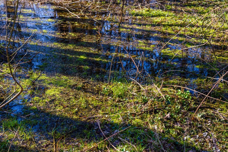 Swamp in the Forest on Early Spring Stock Photo - Image of scene, flora ...