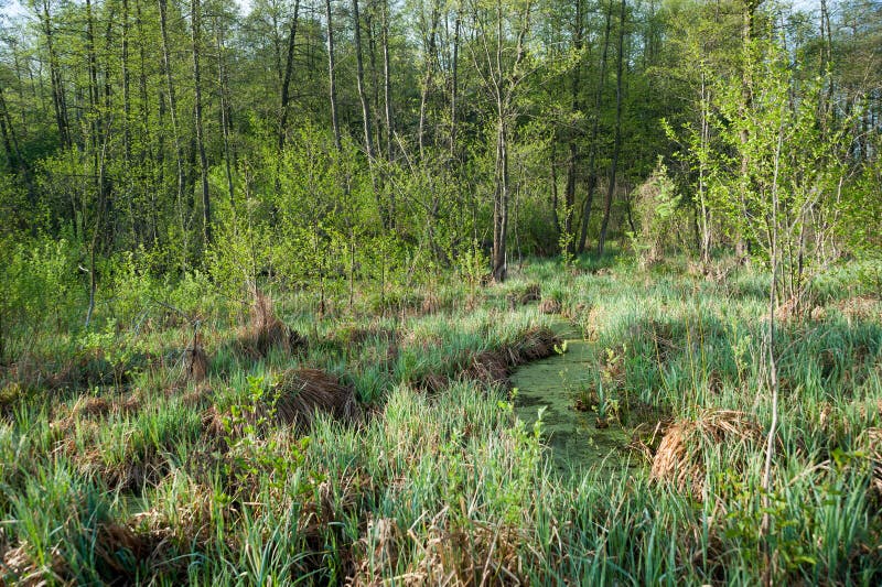 Peat Swamp Forest with Reflection Stock Image - Image of nature, puddle ...