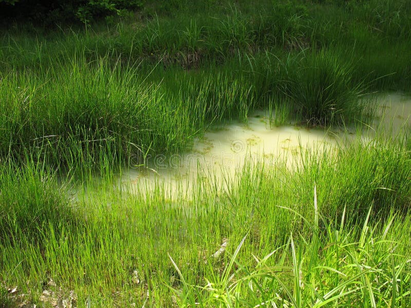 Swamp forest stock photo. Image of fores, warm, wilderness - 41448656