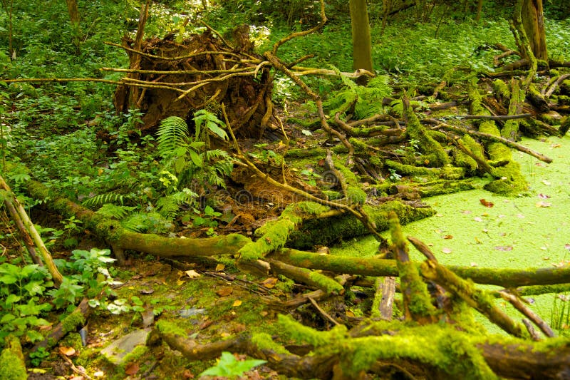 Jungle swamp stock photo. Image of explore, hiking, humid - 23252552