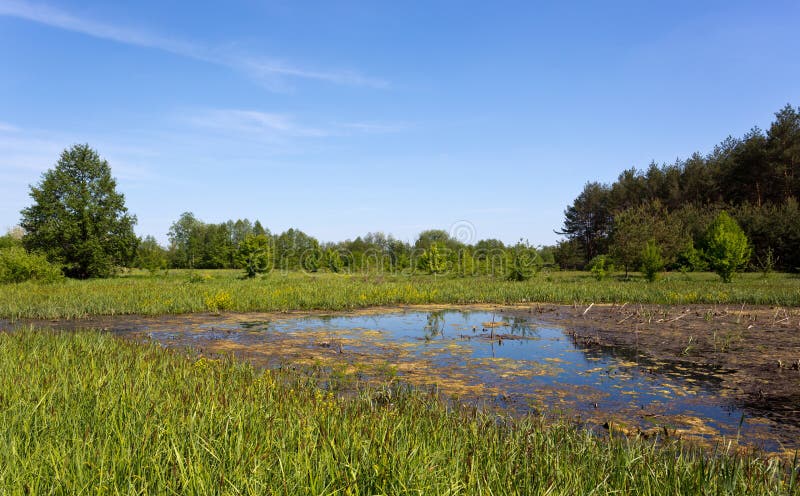 Swamp with peat moss stock photo. Image of wetlands, morass - 59237302