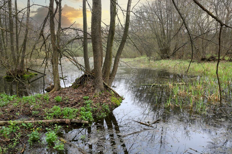 Swamp in forest stock image. Image of trees, scenic - 274981687