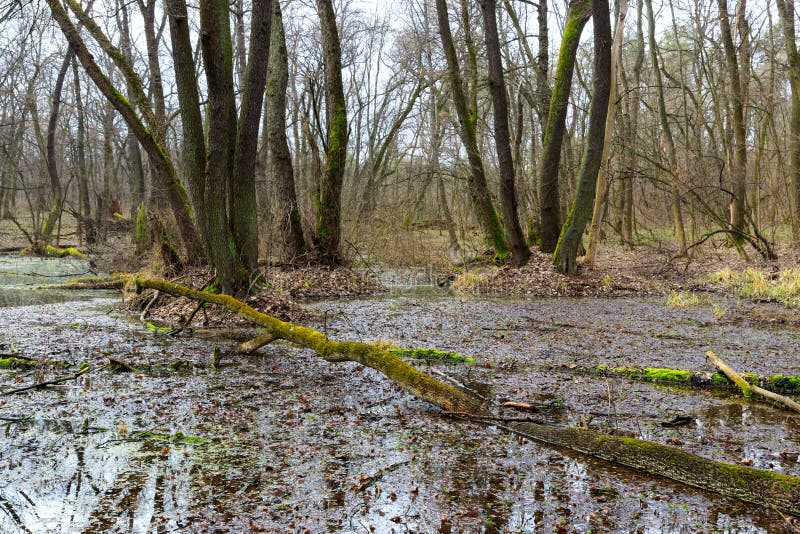 Swamp in forest stock photo. Image of green, park, deep - 68126814