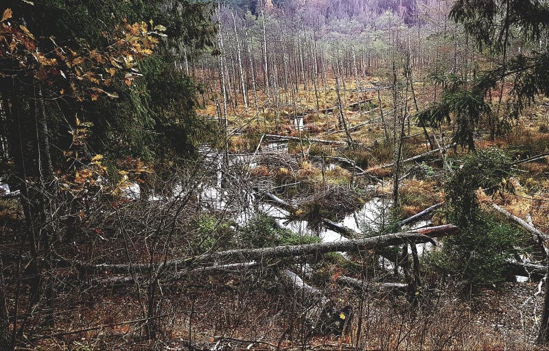 Swamp in forest stock photo. Image of shrubland, wetland - 87005604