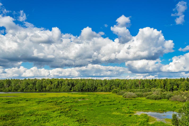 Swamp and forest stock photo. Image of everglades, wetlands - 64578200