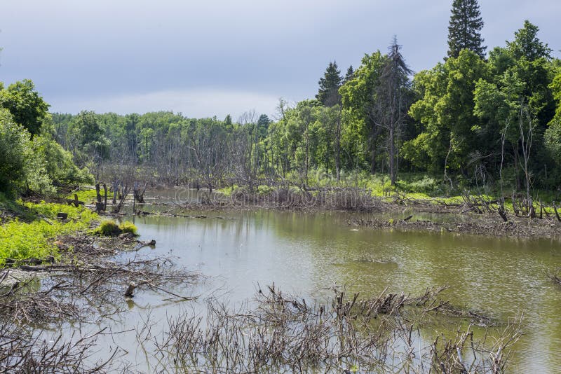 Swamp forest in the spring stock photo. Image of lake - 49898198