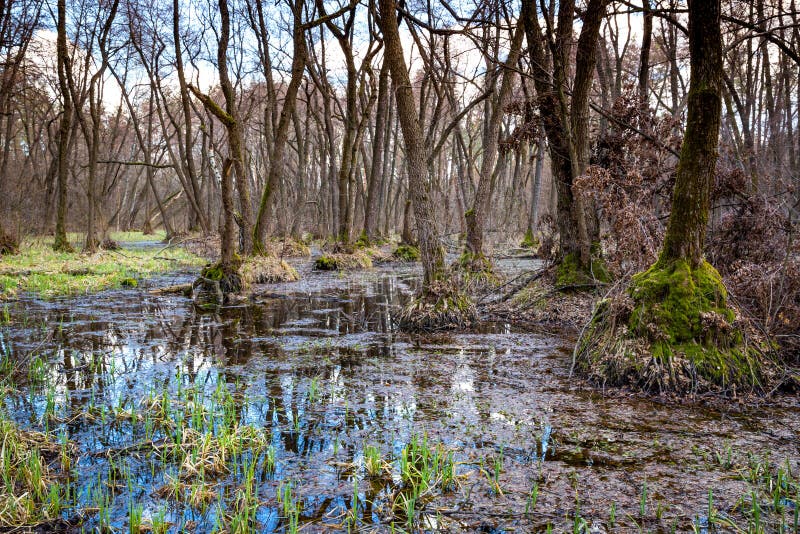 Swamp in forest stock photo. Image of swamp, pond, park - 89336476