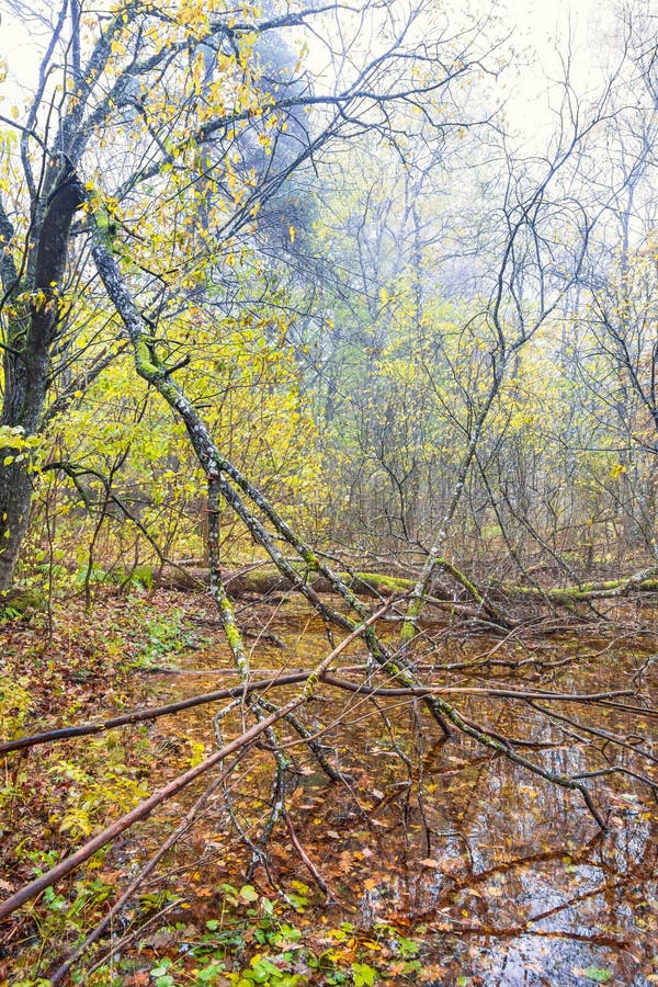 Swamp in a Forest with Standing Water at Autumn Stock Photo - Image of ...
