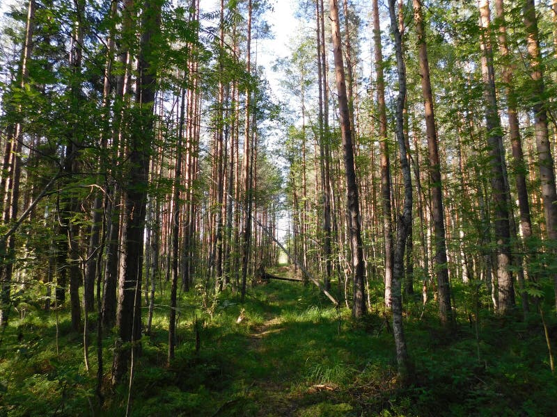 289 Backwoods Swamp Stock Photos - Free & Royalty-Free Stock Photos ...