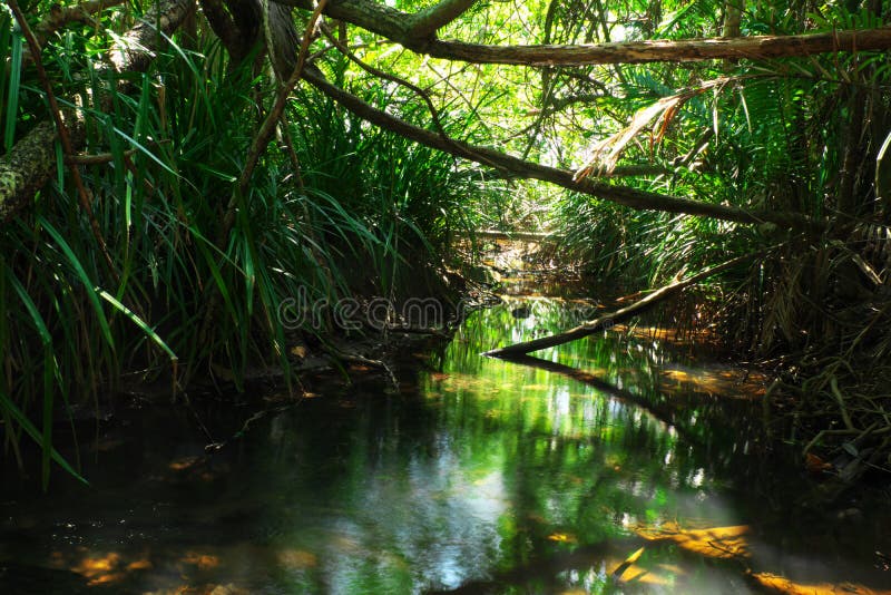 Swamp Forest with Various Plants More Mixed Type Stock Image - Image of ...