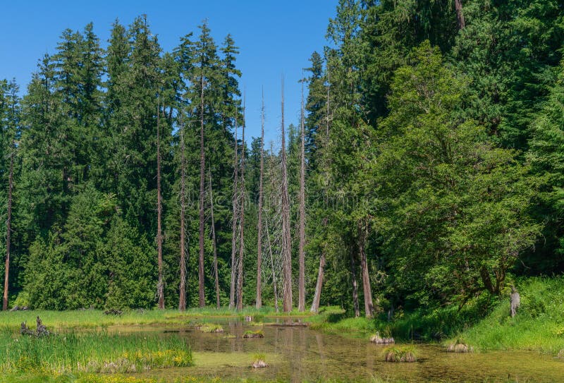 Swamp at the Forest in Gifford Pinchot National Forest Stock Photo ...