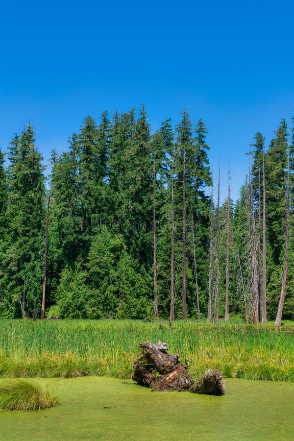 Swamp at the Forest in Gifford Pinchot National Forest Stock Image ...