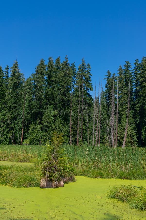 Swamp at the Forest in Gifford Pinchot National Forest Stock Photo ...
